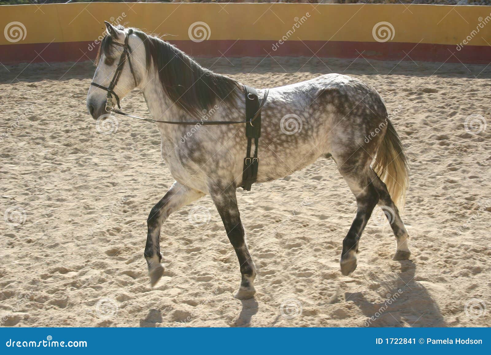 Spanish stallion stock image. Image of performance, spain - 1722841