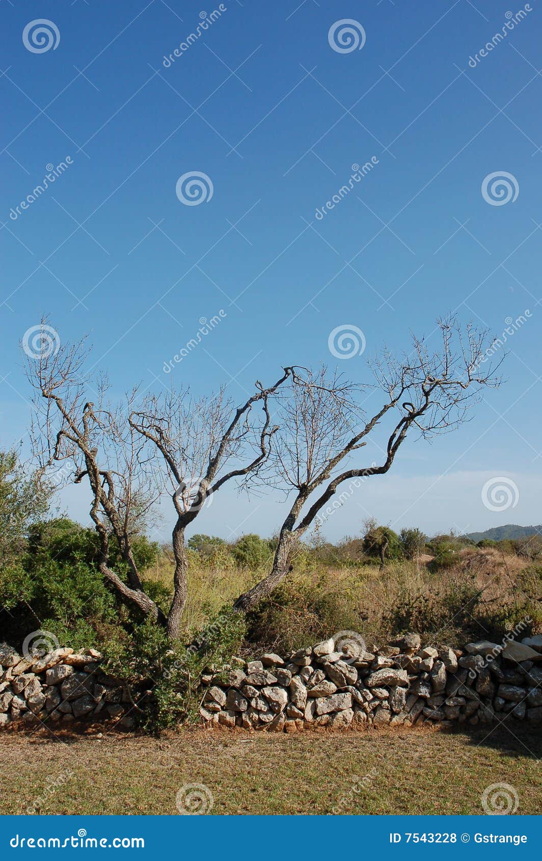 Spanish wall stock photo. Image of majorca, field, rural - 7543228