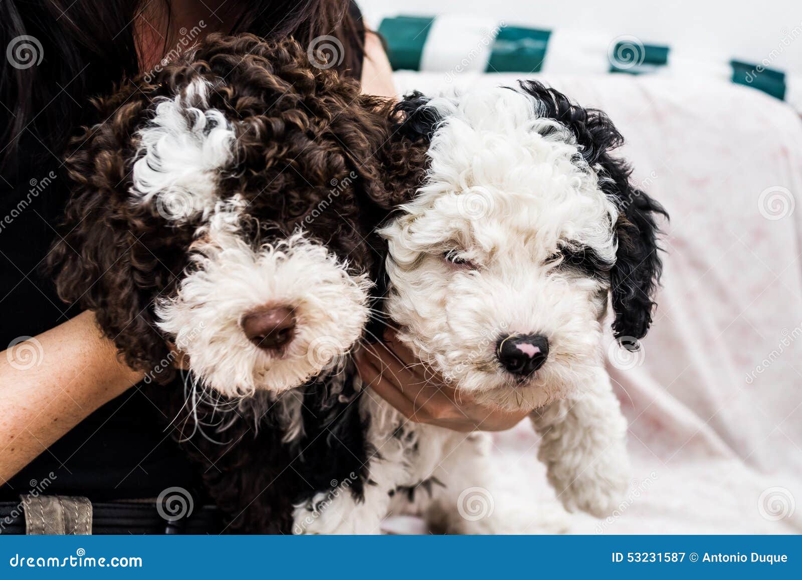 Spanish water dog stock image. Image of black, animal - 53231587