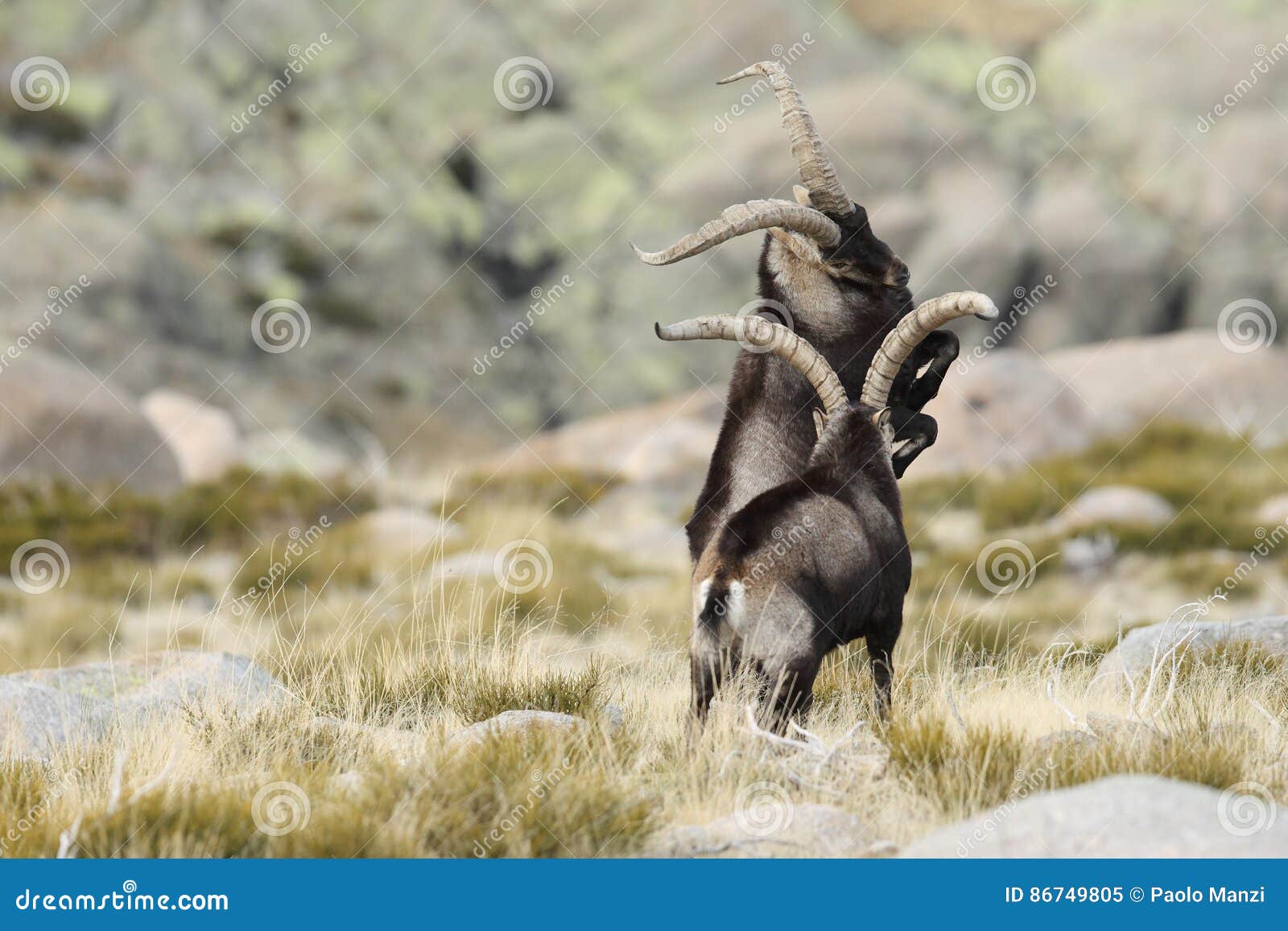 Spanish Wild Goat stock image. Image of ritual, prey - 86749805