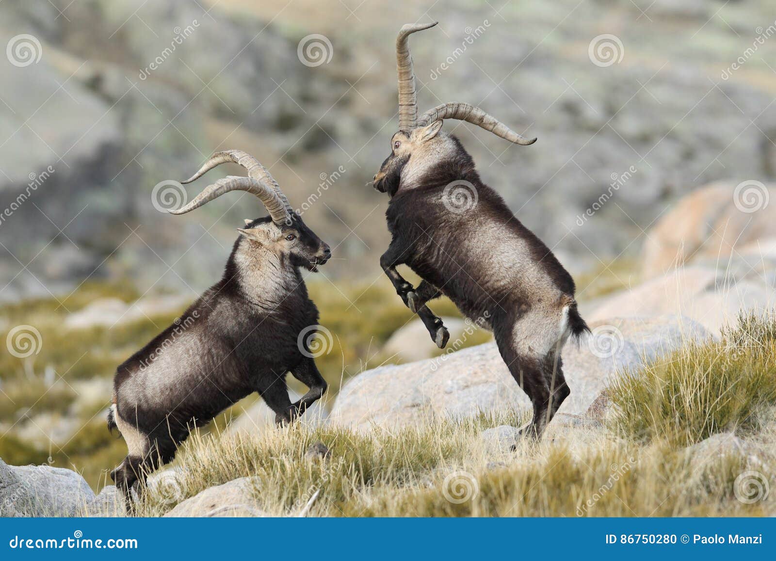 Spanish Wild Goat stock photo. Image of hunt, national - 86750280