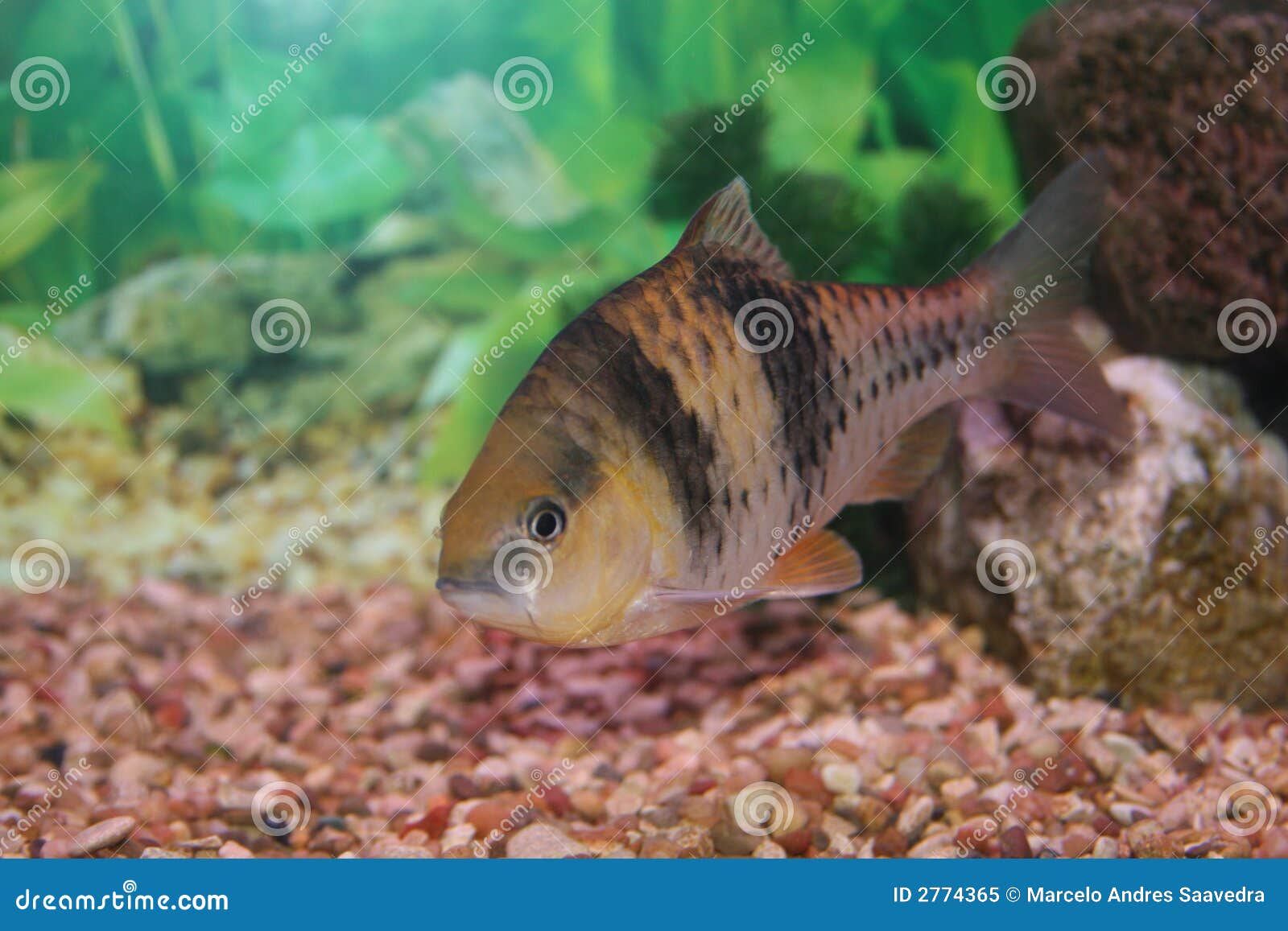 Spanner Barb Fish stock image. Image of spanner, barb - 2774365