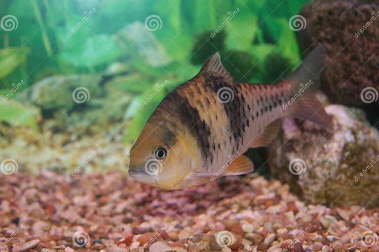 Spanner Barb Fish stock image. Image of spanner, barb - 2774365
