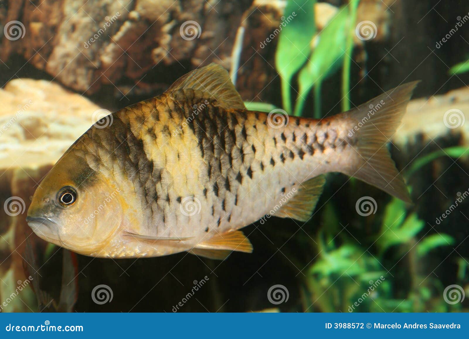 Spanner barb fish stock photo. Image of fish, puntius - 3988572