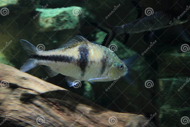 Spanner barb stock photo. Image of spanner, animal, nature - 55965986