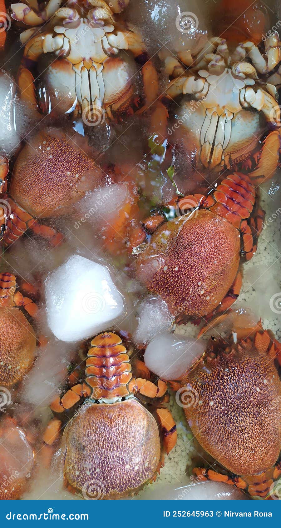 Spanner Crabs Soaked in Ice Cubes Ready To Be Processed. Stock Image ...