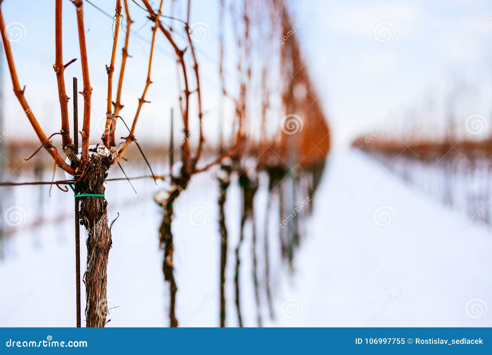 Spanning Van Wijnstok in Een Sneeuwwijngaard Stock Afbeelding - Image ...
