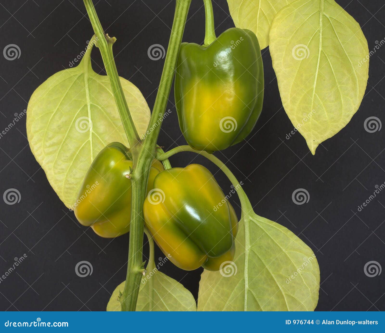 Spansk peppar som ripening arkivfoto. Bild av peppar, moget - 976744