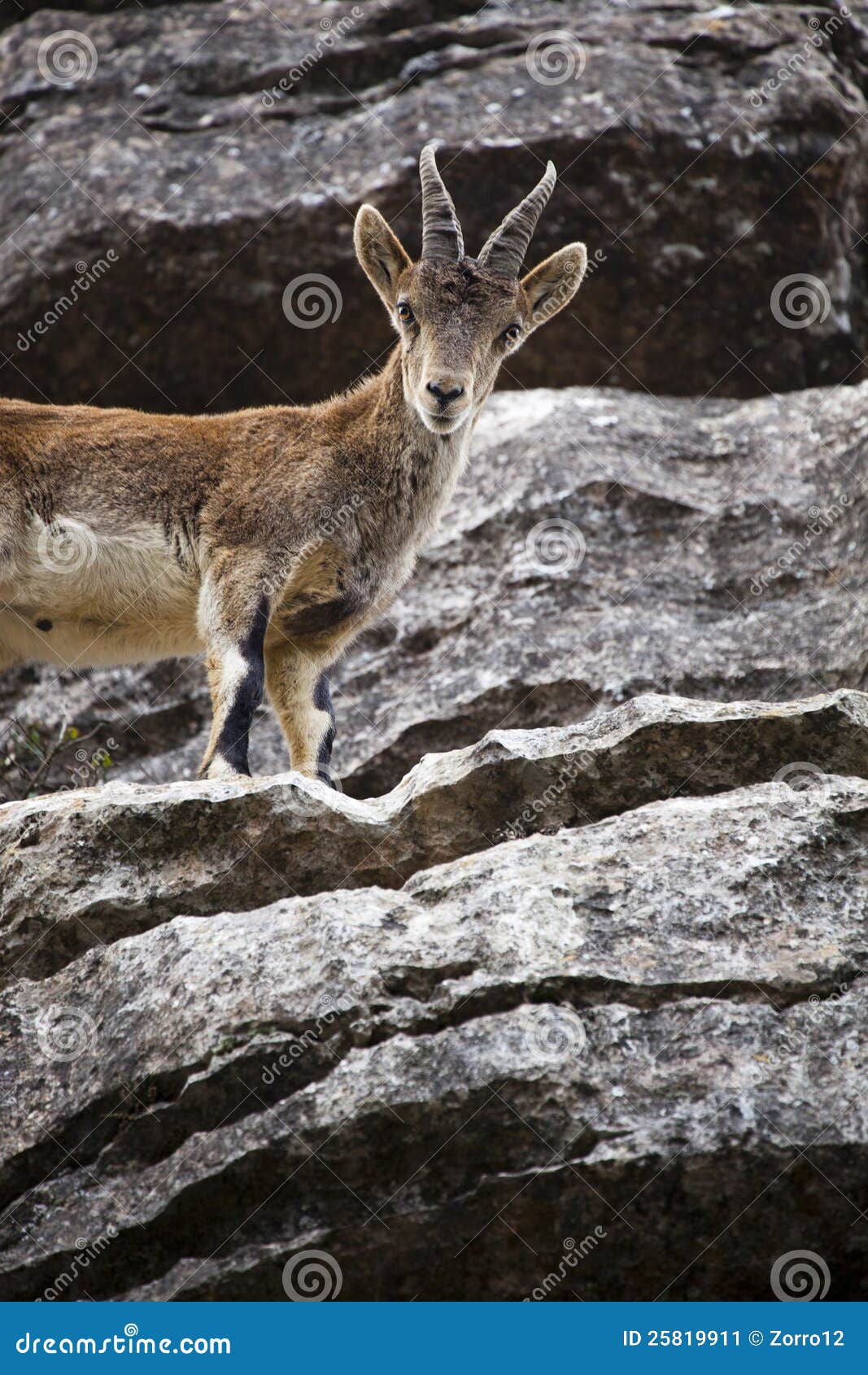 Spansk stenbock fotografering för bildbyråer. Bild av klammerande ...