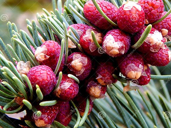 Spar stock afbeelding. Image of naald, boom, soort, spar - 62494923