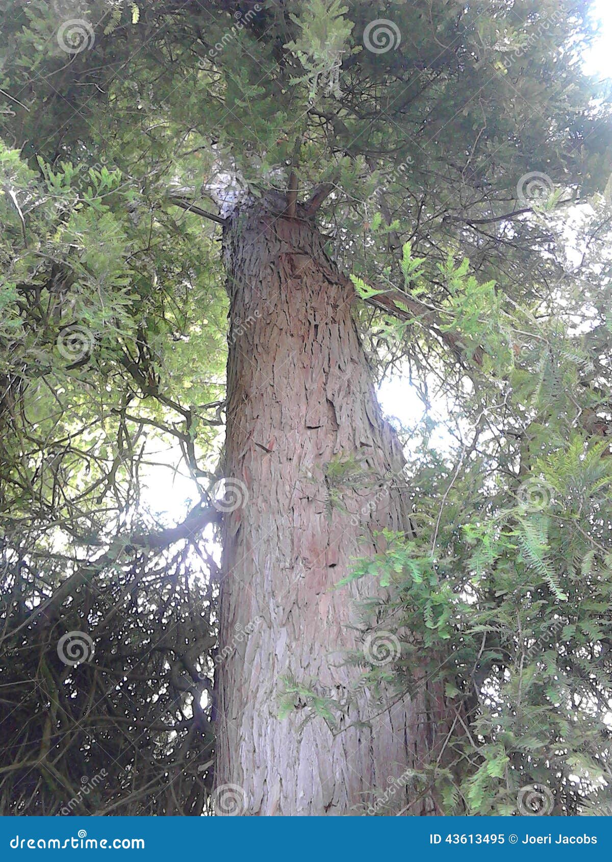 Spar tree stock image. Image of ecology, resource, stick - 43613495