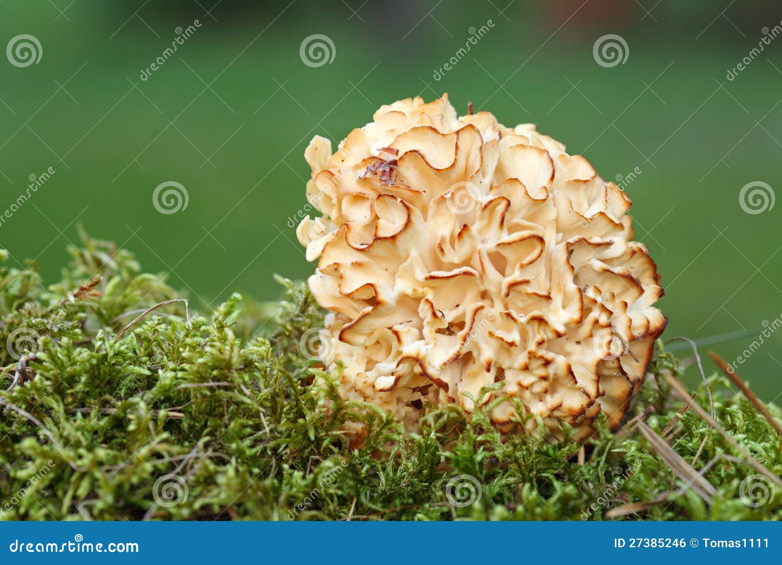 Sparassis Crispa - Cauliflower Fungus Stock Photo - Image of healthy ...