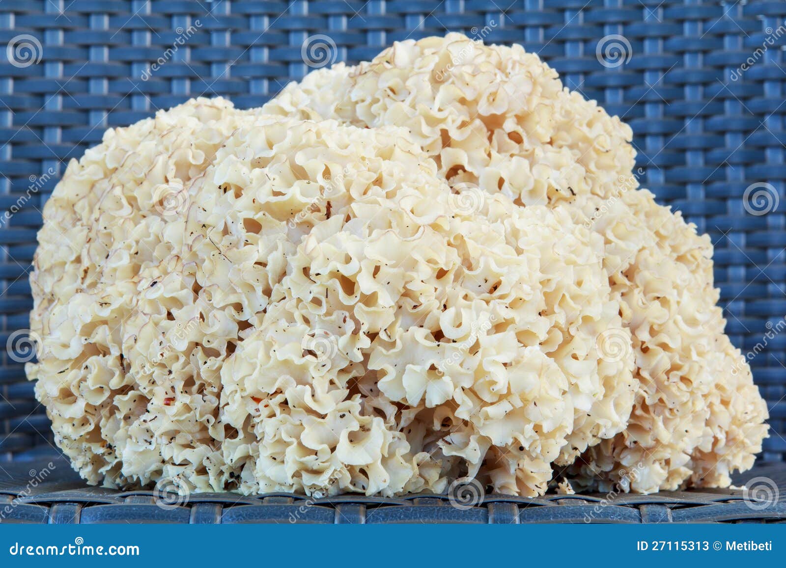 Sparassis Crispa (Cauliflower Mushroom) Stock Image - Image of waves ...