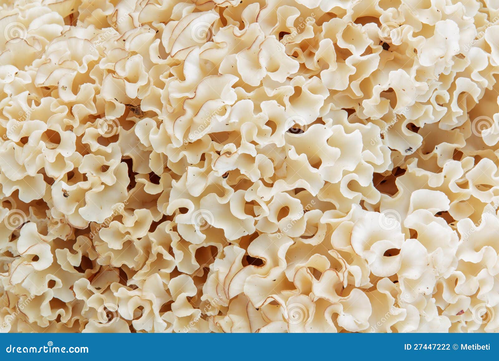 Sparassis Crispa (Cauliflower Mushroom) Stock Photo - Image of ...