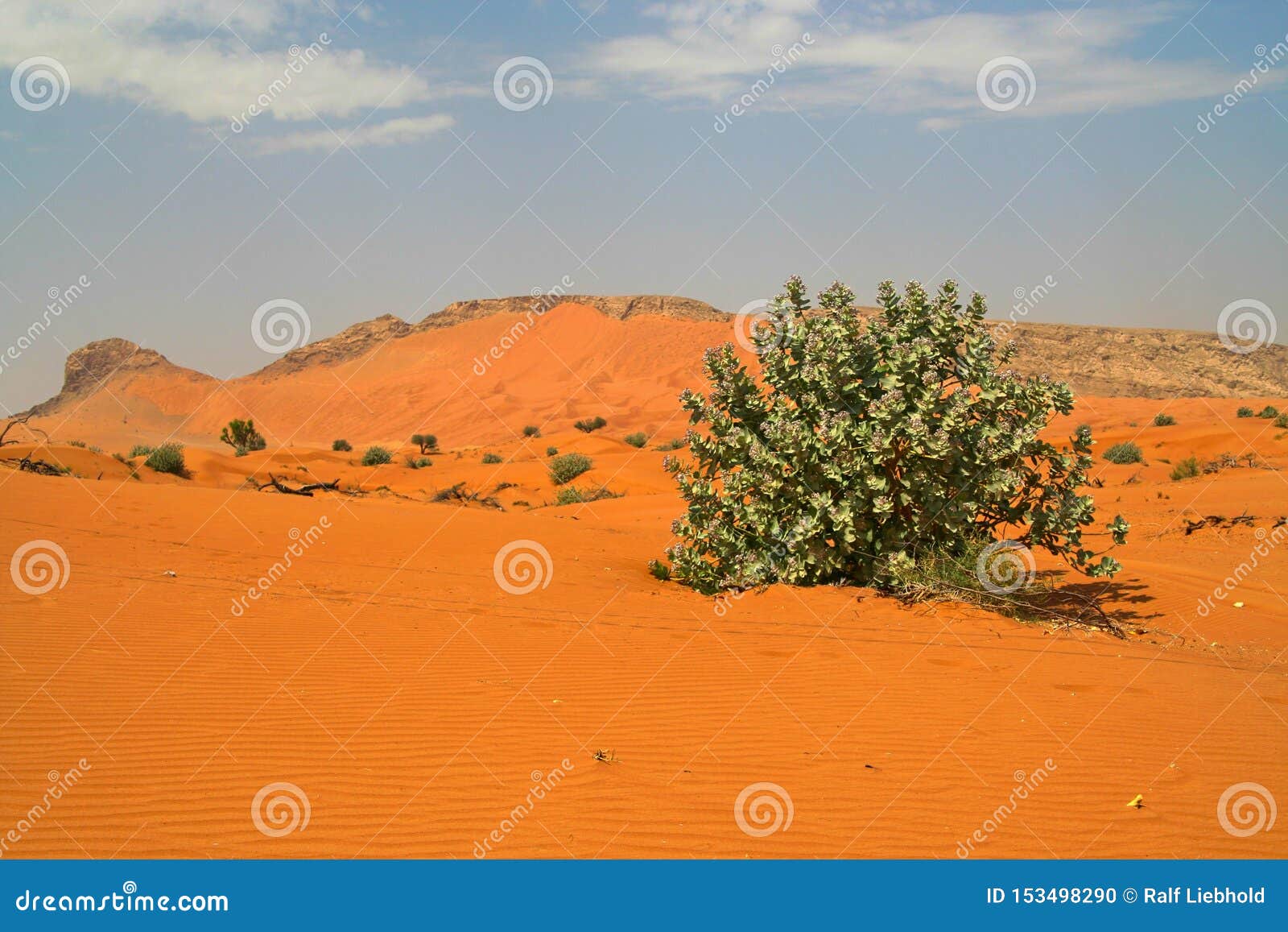 Spare Vegetation with Isolated Tree in Dry Environment Stock Photo ...