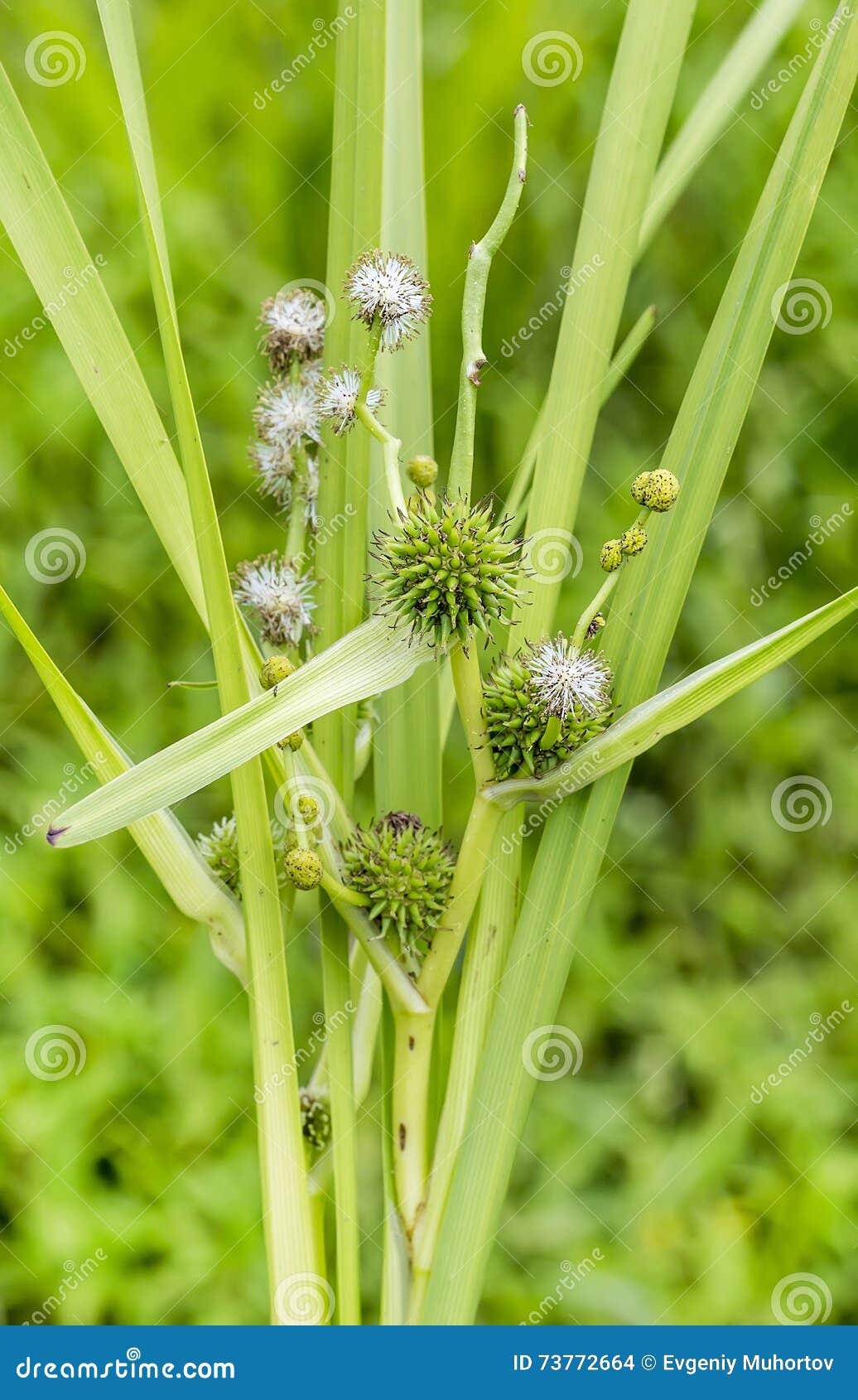 Sparganium Diretto (erectum Latino Dello Sparganium Di Nome) Fotografia ...