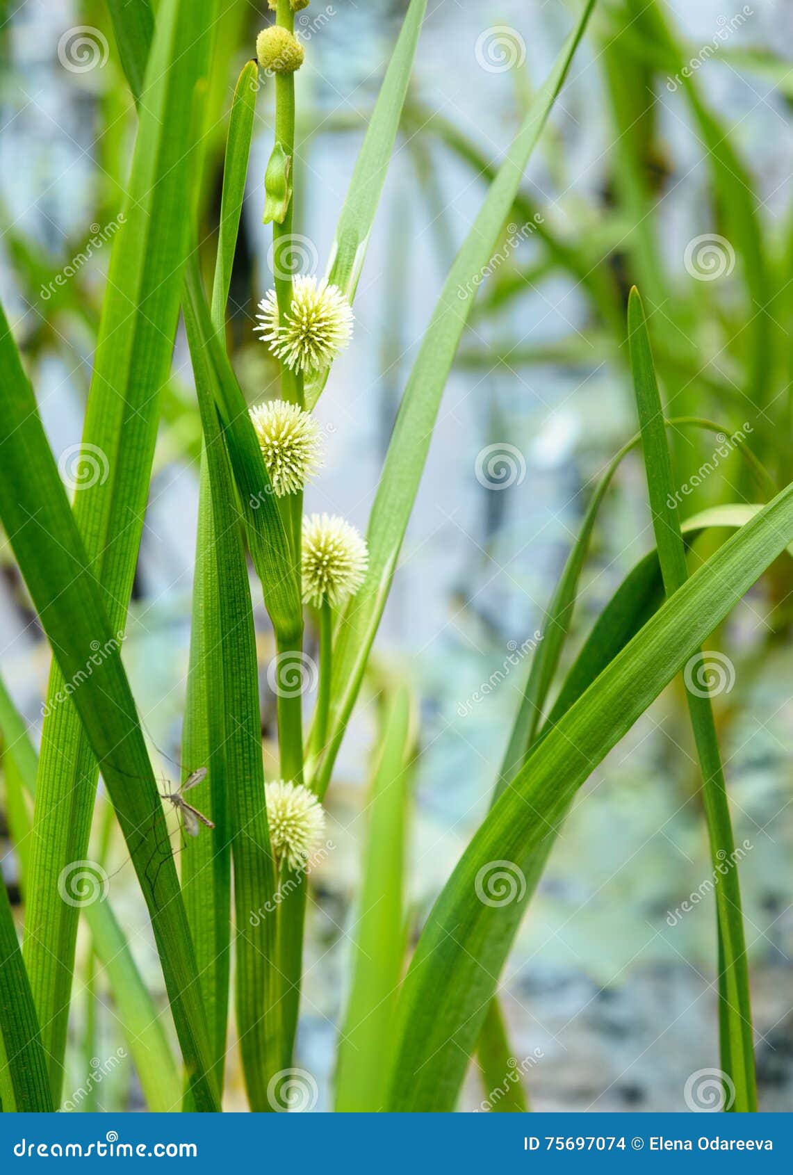 Sparganium emersum flower stock photo. Image of marsh - 75697074