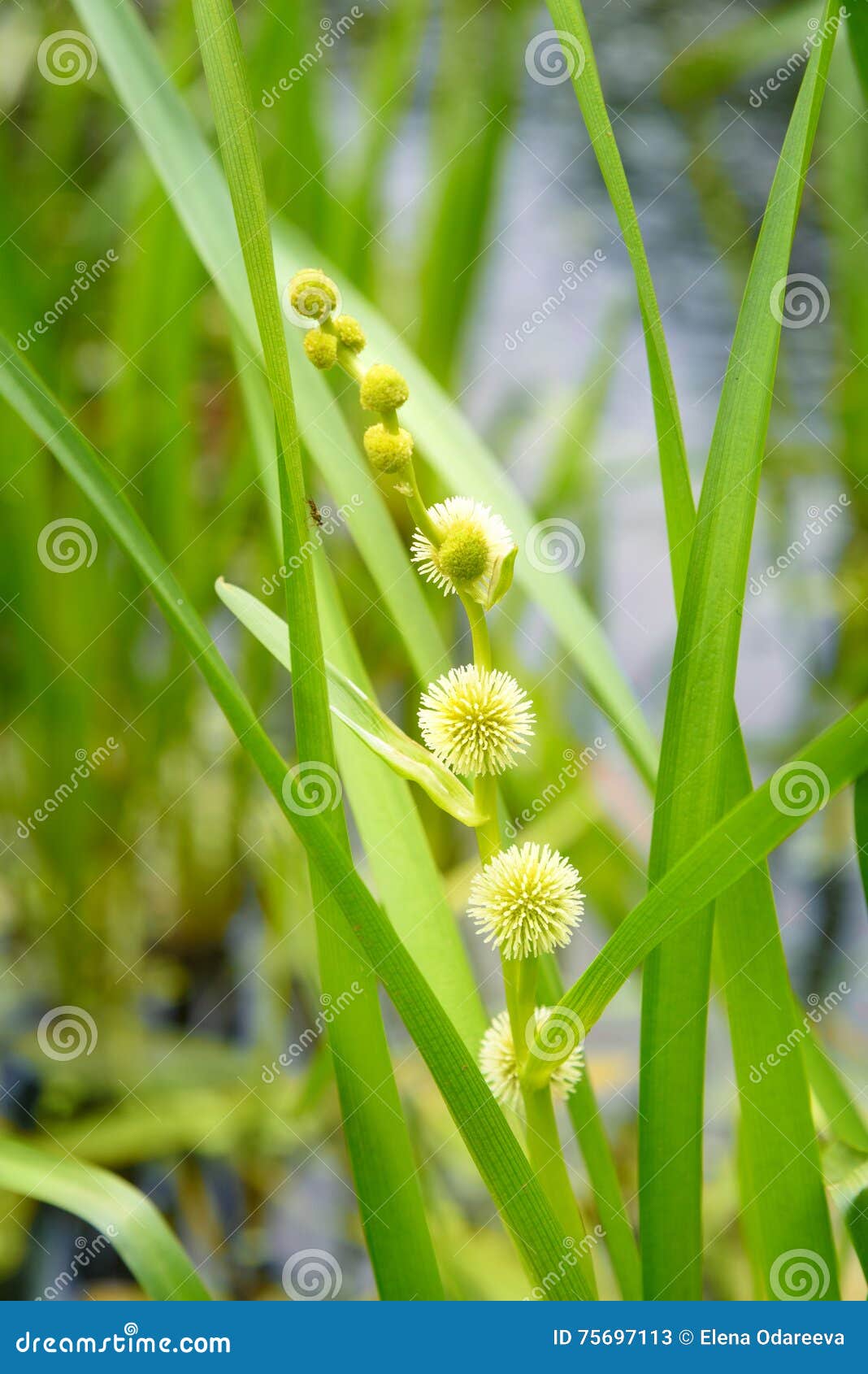 Sparganium emersum flower stock image. Image of branched - 75697113