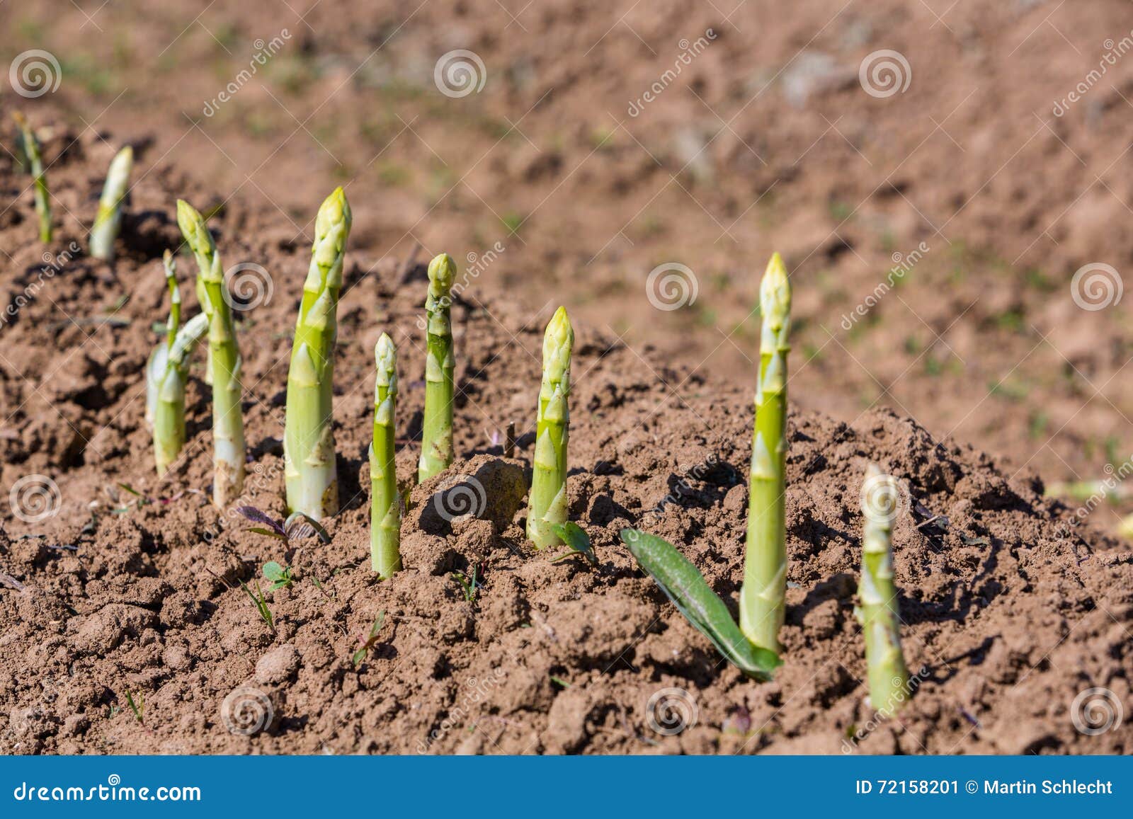 Spargel stockbild. Bild von boden, spargel, frisch, gesundheit - 72158201