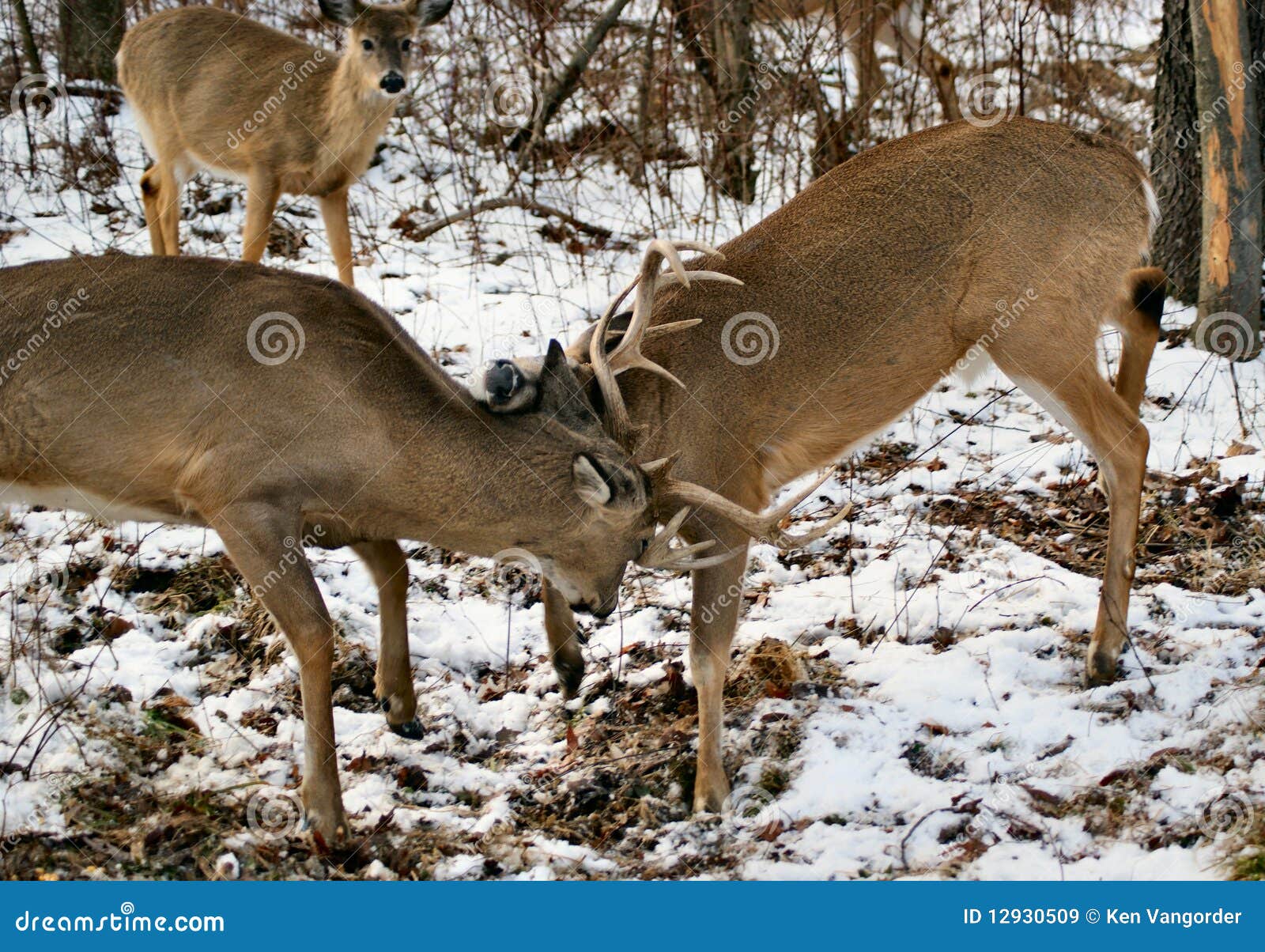 Sparing whitetail deer stock image. Image of trees, fighting - 12930509