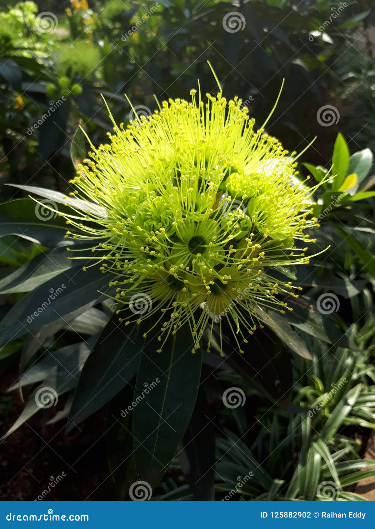 Spark flower stock photo. Image of morning, nature, flower - 125882902
