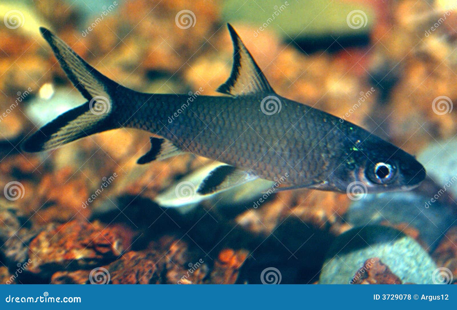 Spark To Ball Barbus Melanopterus Stock Photo - Image of animal ...