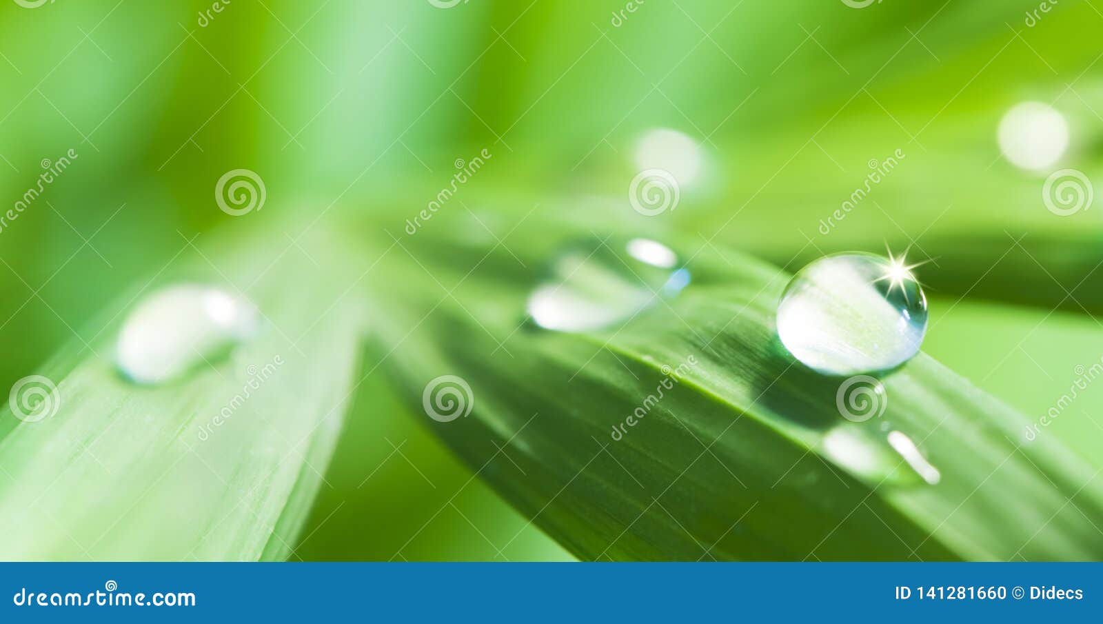 Sparkle Drops of Water on Green Leaf Stock Photo - Image of liquid ...