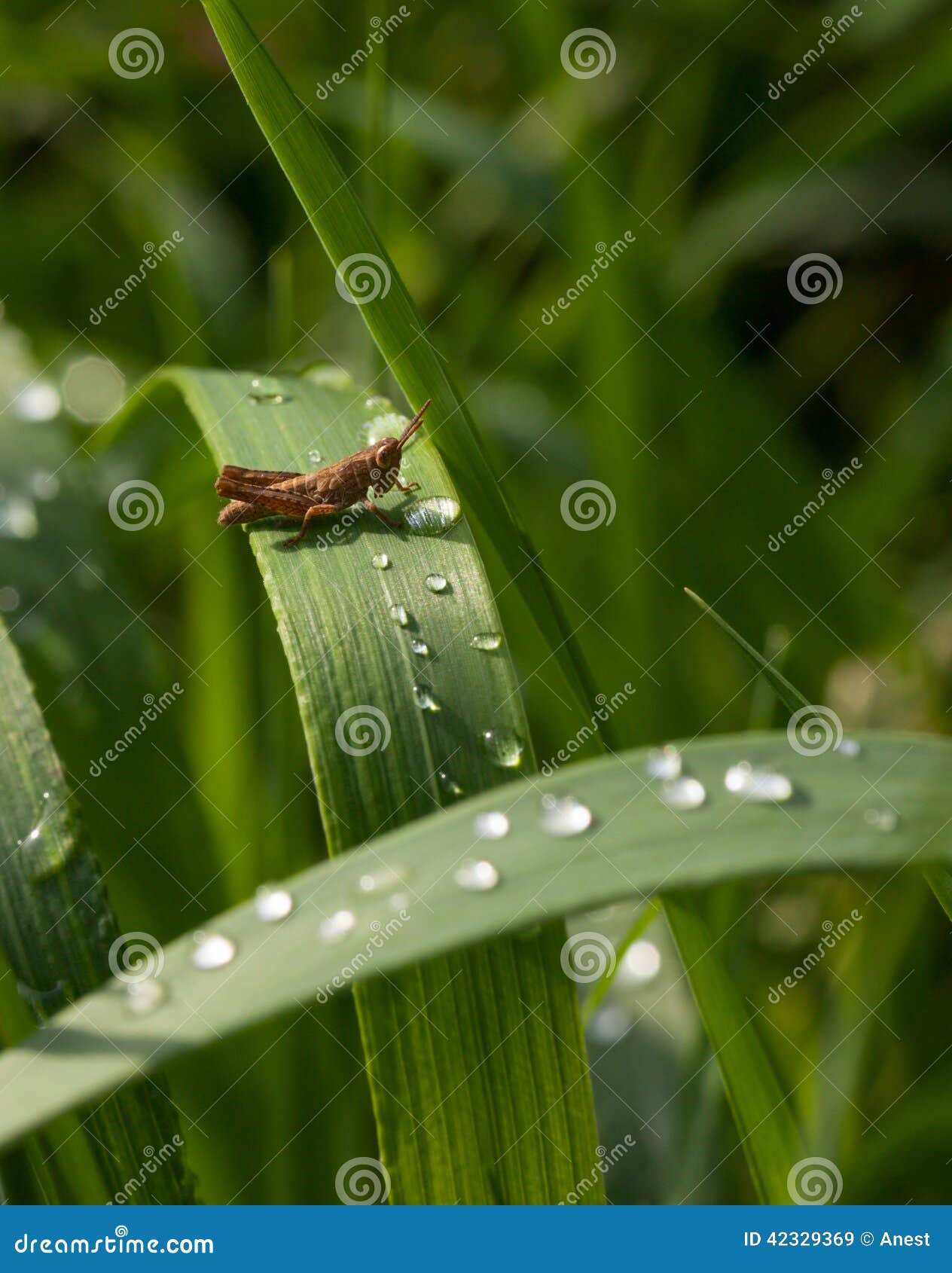 Sparkle Rain Drops on Grass and Grasshopper Stock Image - Image of ...