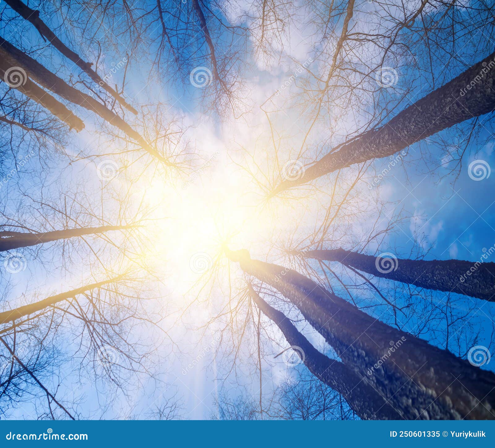 Sparkle Sun Push Through The Tree Silhouette Stock Photography ...