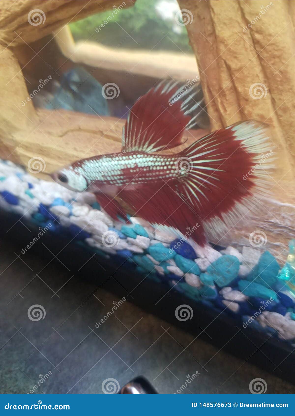 Sparkles betta fish stock image. Image of sparkles, clothing - 148576673 Sparkles betta fish stock image. Image of sparkles, clothing - 148576673