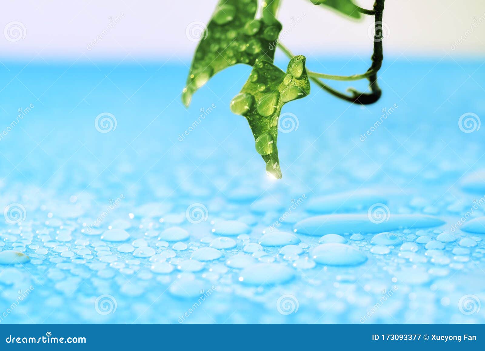 Sparkling Dripping Ivy Leaves Stock Image - Image of blue, health ...