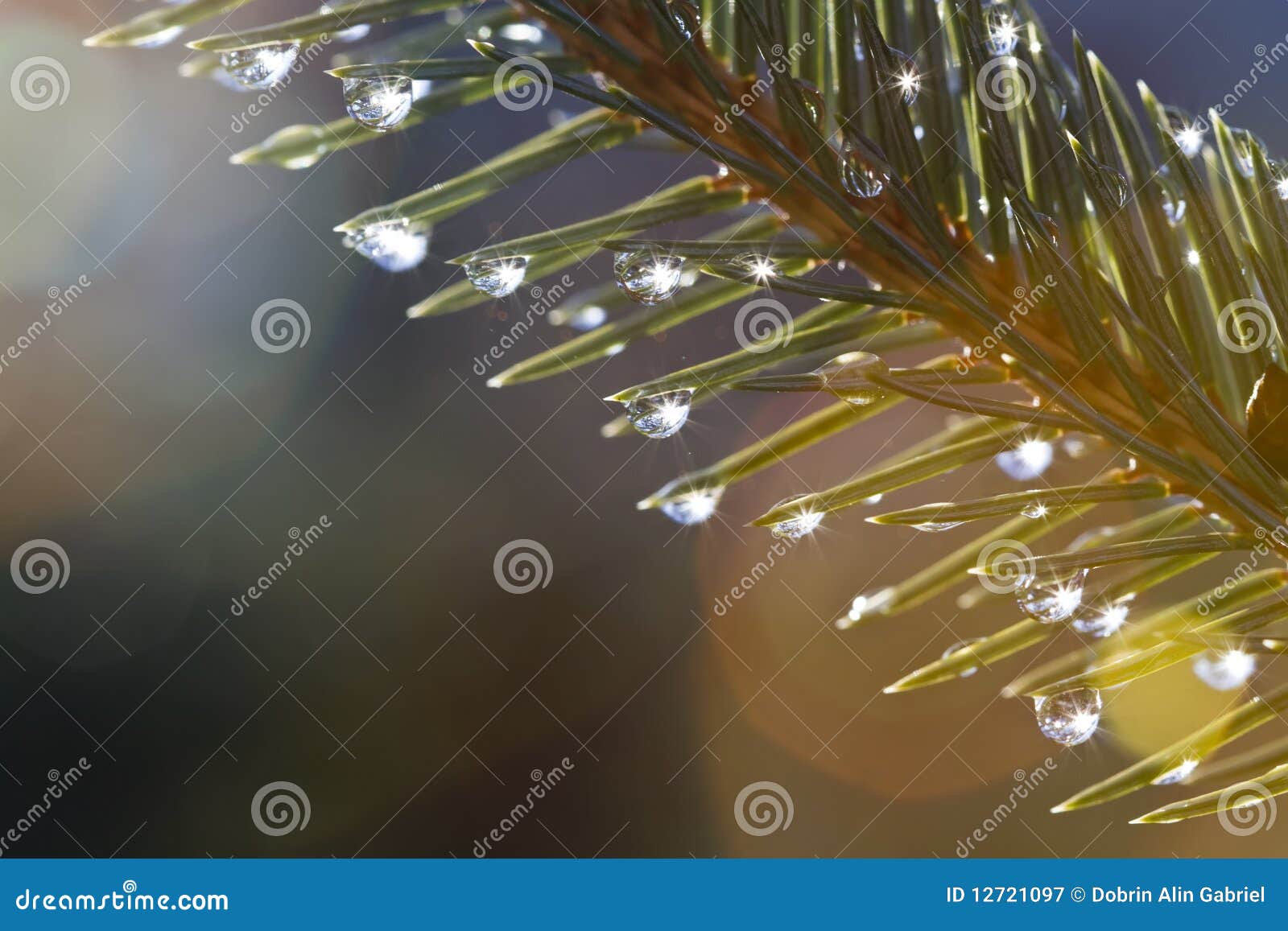 Sparkling drops stock image. Image of leafy, fresh, raindrop - 12721097