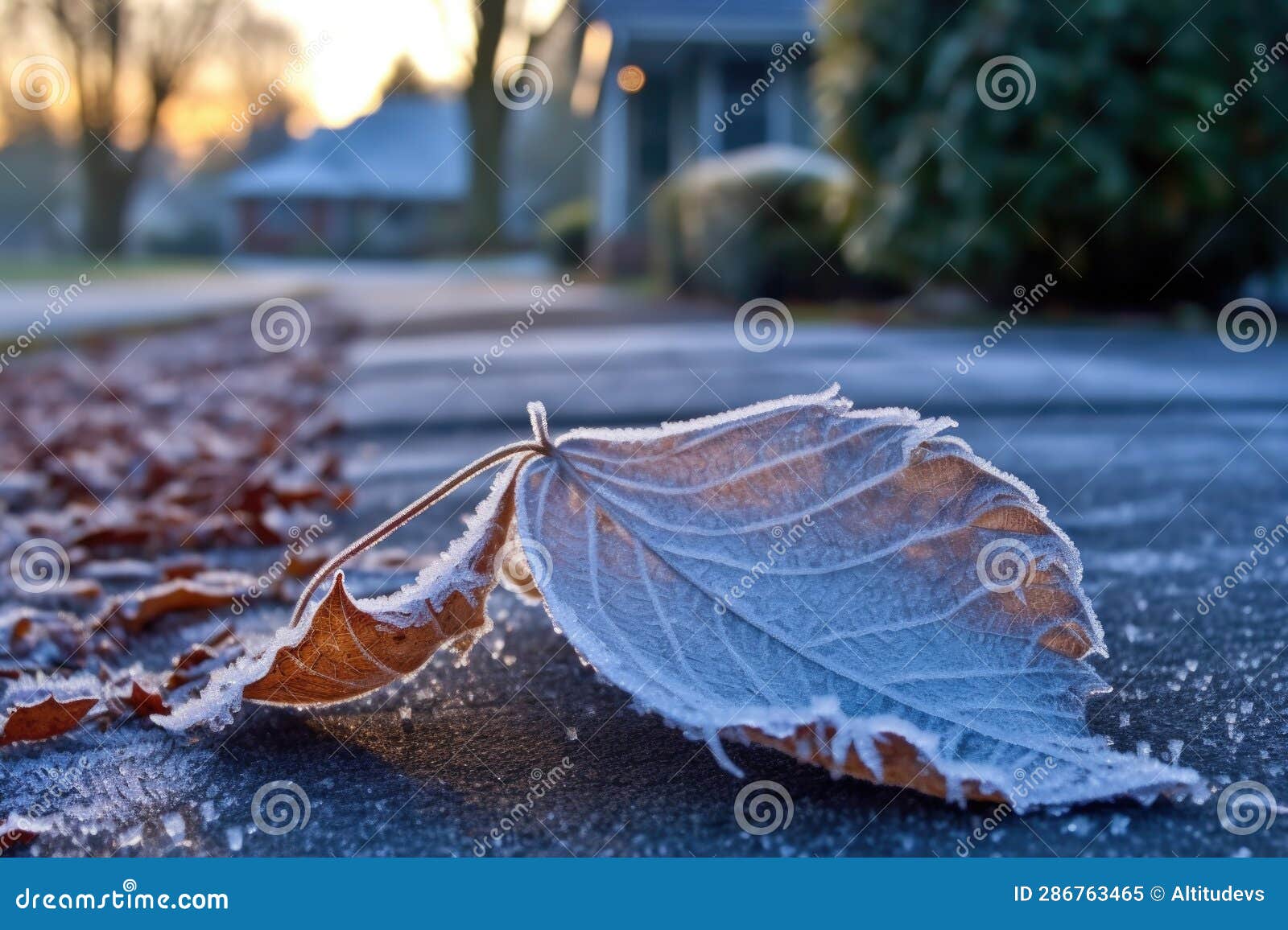 Sparkling Frost on Fallen Leaves by Sidewalk Stock Illustration ...