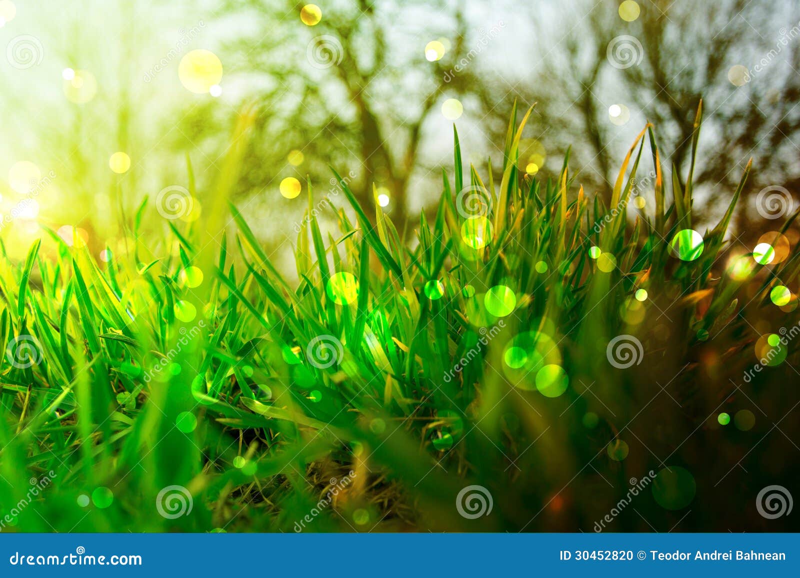 Sparkling grass stock photo. Image of springtime, blured - 30452820