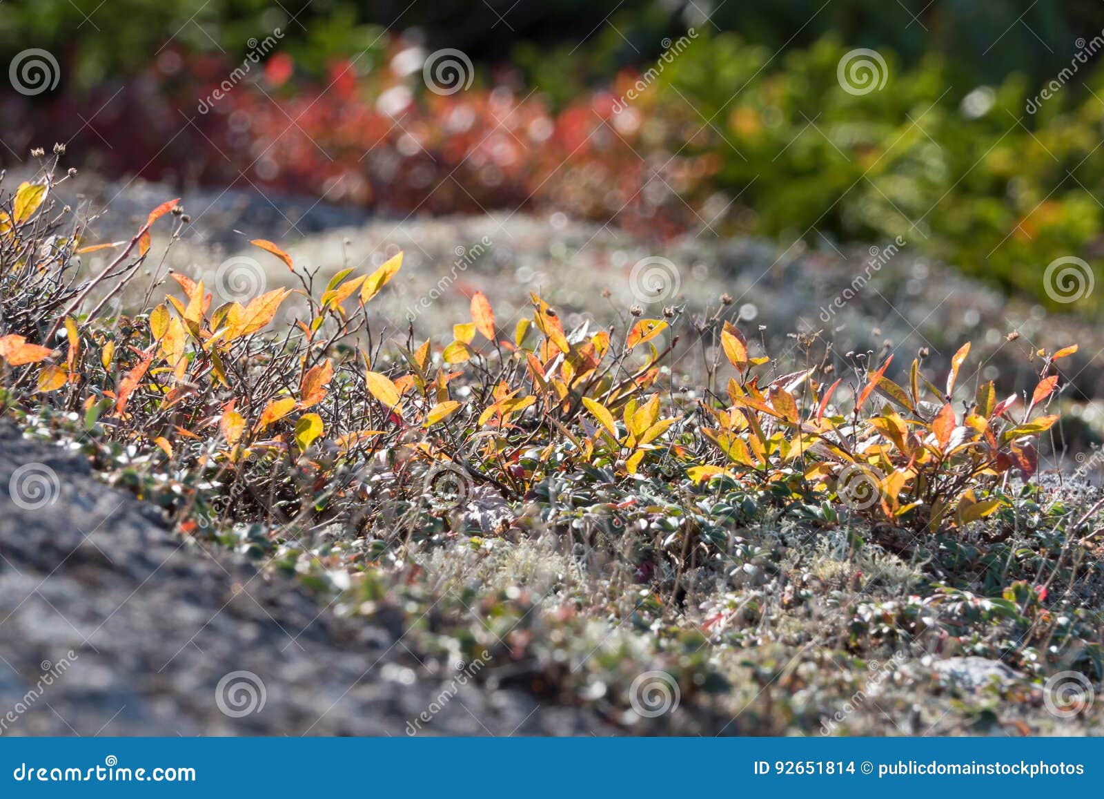 Sparkling Ground Growth Near Summit Picture. Image: 92651814