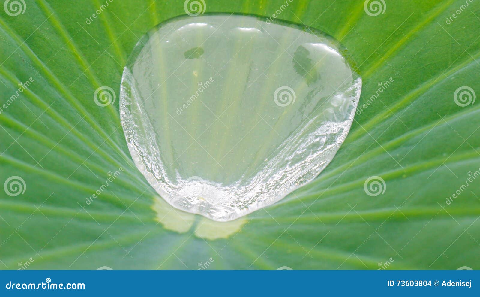 Sparkling puddle on a leaf stock photo. Image of flowers - 73603804