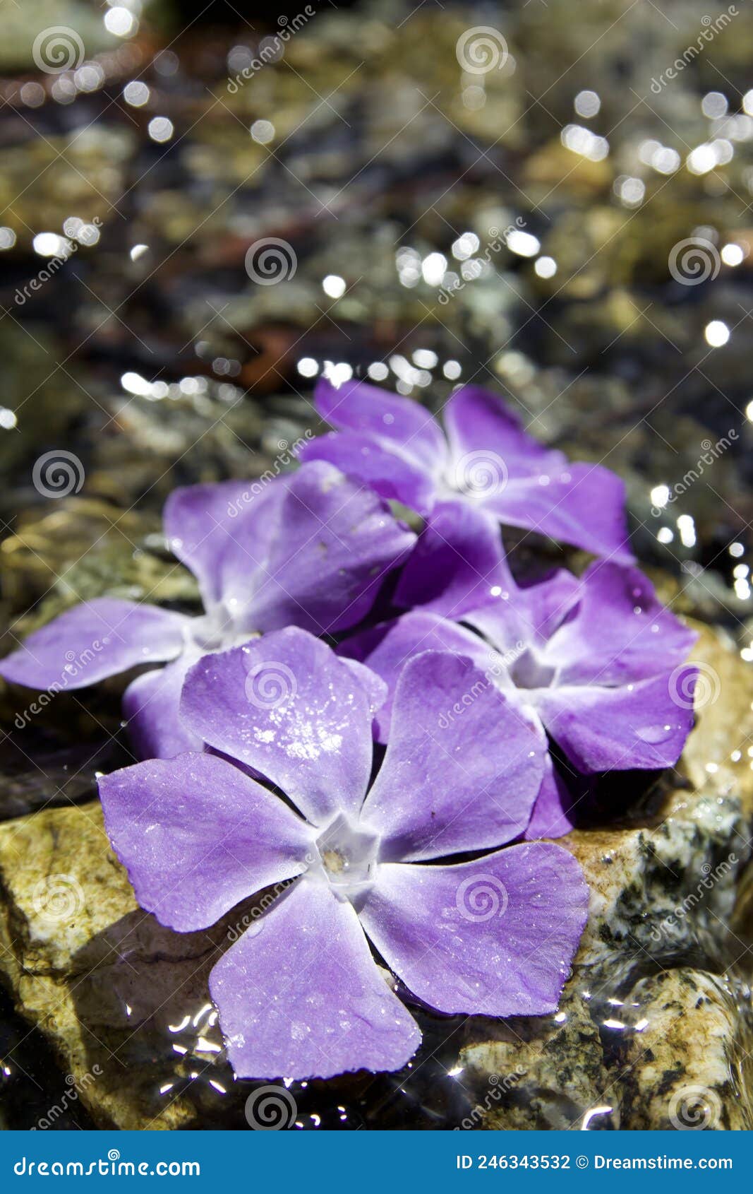 Sparkling purple flower stock photo. Image of plant - 246343532
