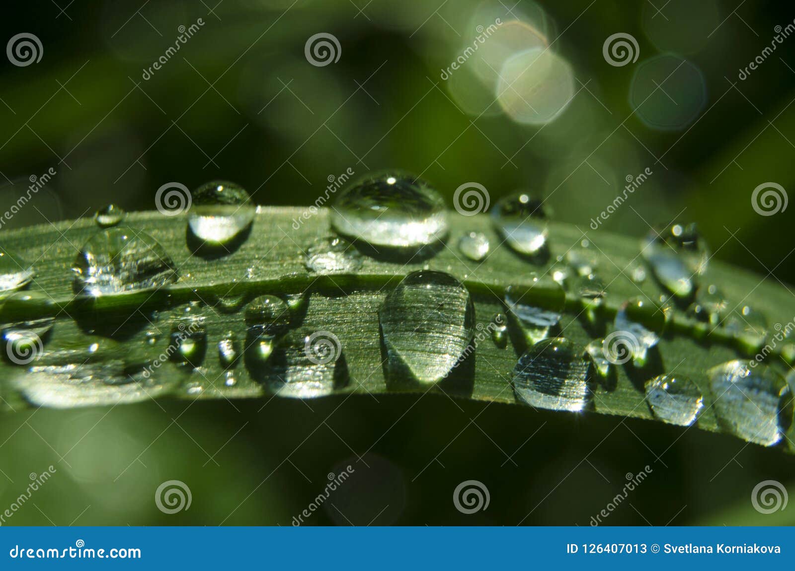 Sparkling Rain Drops on the Grass on Sunny Summer Day Stock Image ...