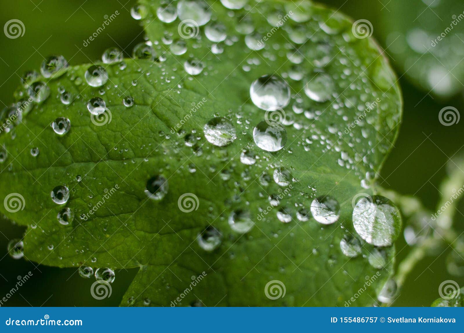 Sparkling Rain Drops on the Leaves Macro Stock Image - Image of ...