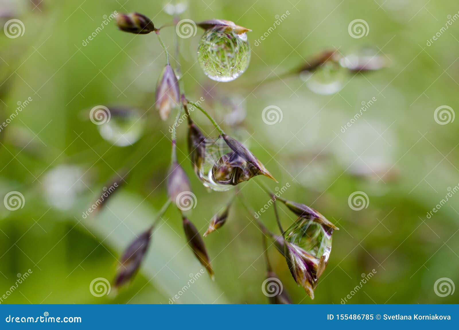 Sparkling Rain Drops on the Leaves Macro Stock Image - Image of rain ...