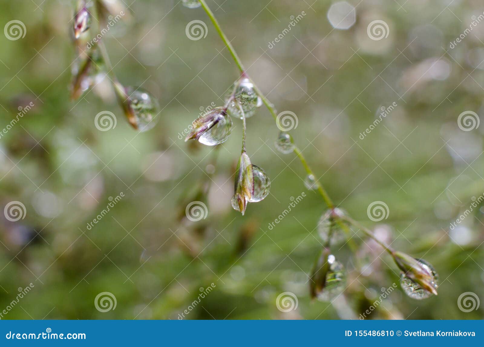 Sparkling Rain Drops on the Leaves Macro Stock Photo - Image of close ...