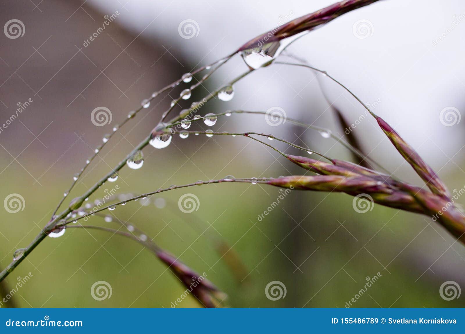 Sparkling Rain Drops on the Leaves Macro Stock Image - Image of rain ...
