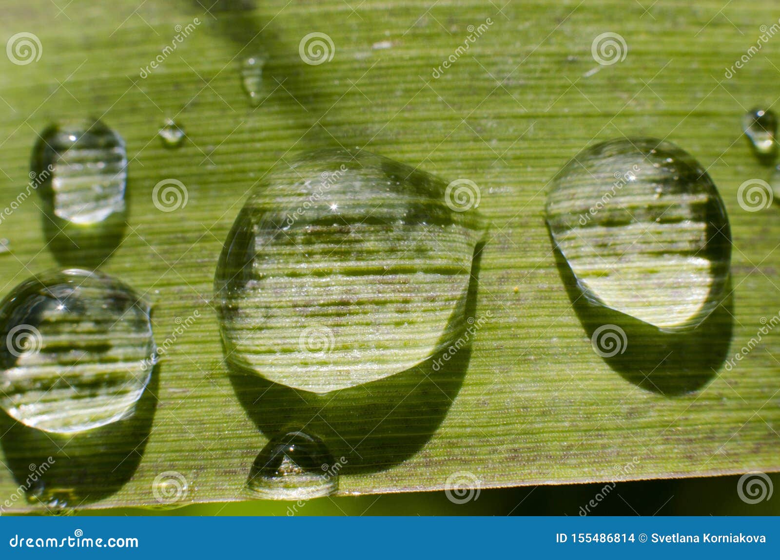Sparkling Rain Drops on the Leaves Macro Stock Photo - Image of life ...