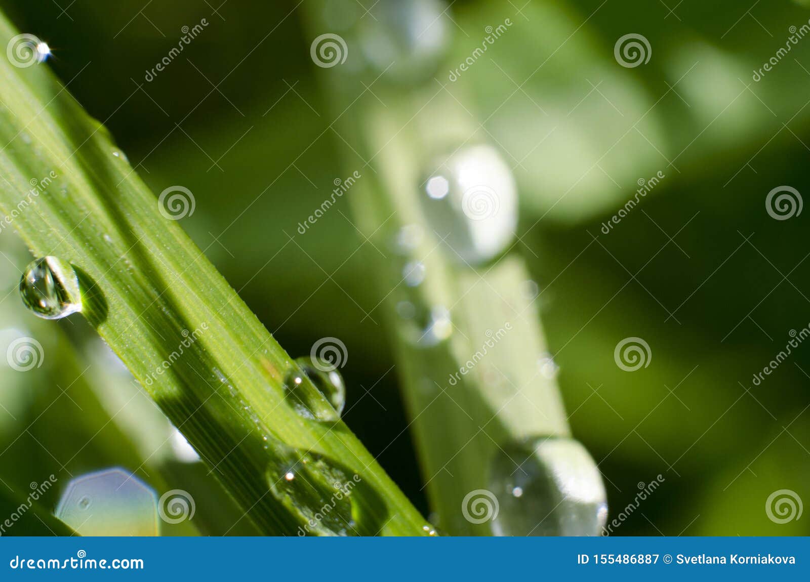 Sparkling Rain Drops on the Leaves Macro Stock Image - Image of closeup ...