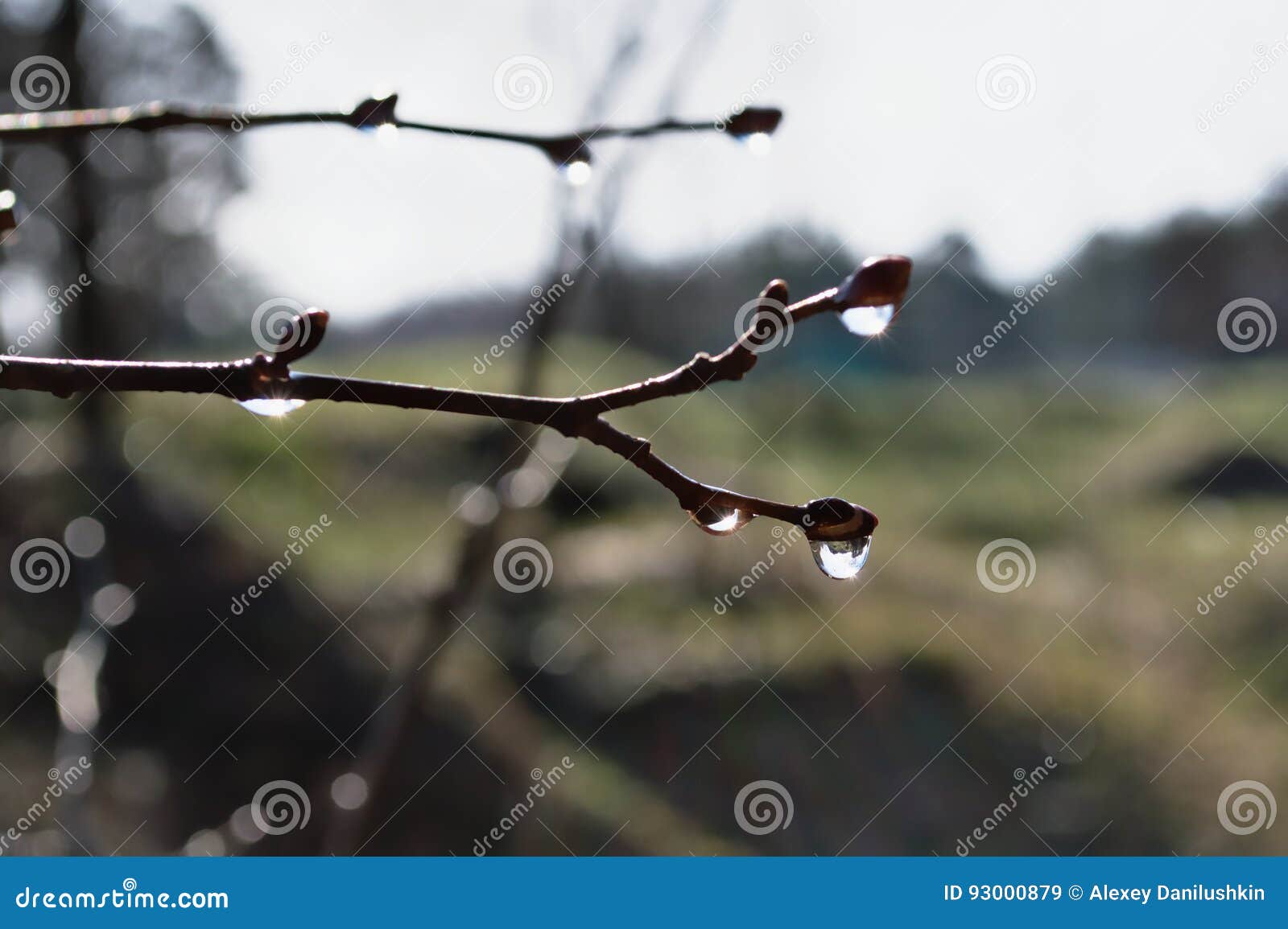 Sparkling Raindrops on a Tree. Stock Image - Image of shoots, barbed ...