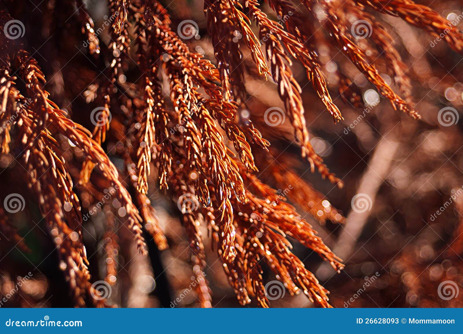Sparkling Red Fir Tree stock image. Image of decoration - 26628093