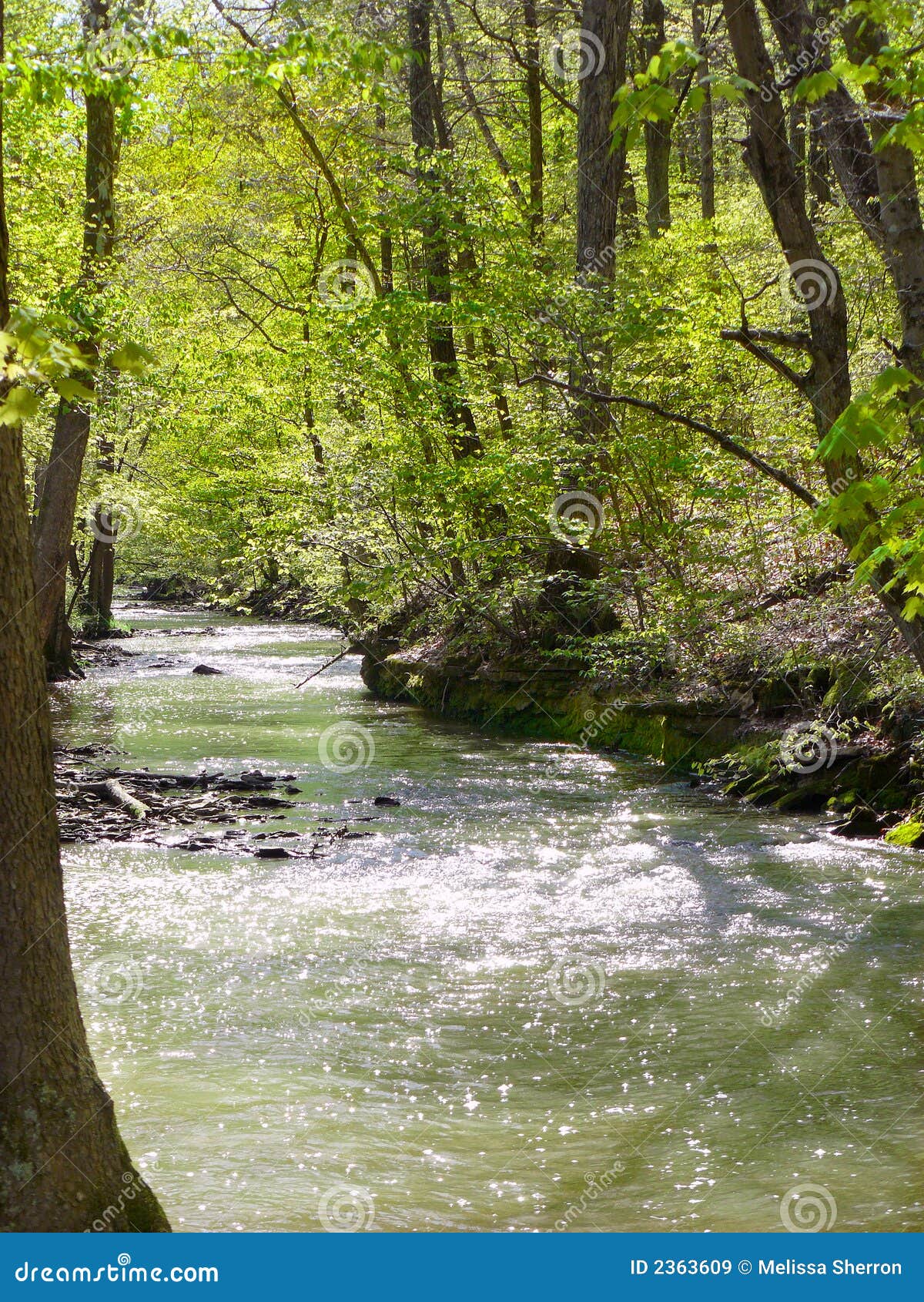 Sparkling river stock image. Image of leafy, leaves, rural - 2363609
