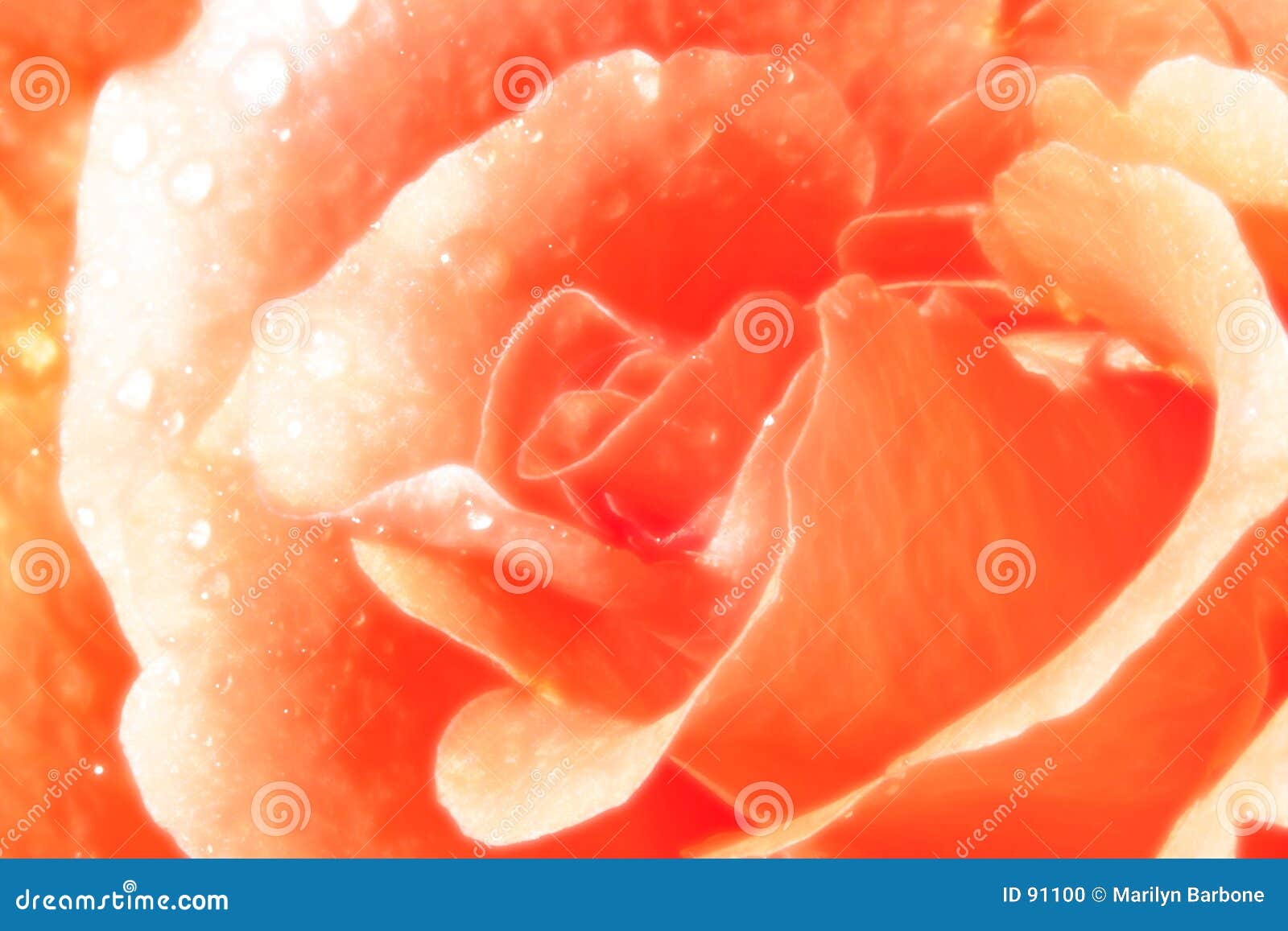 Sparkling Rose stock photo. Image of dazzle, backgrounds - 91100