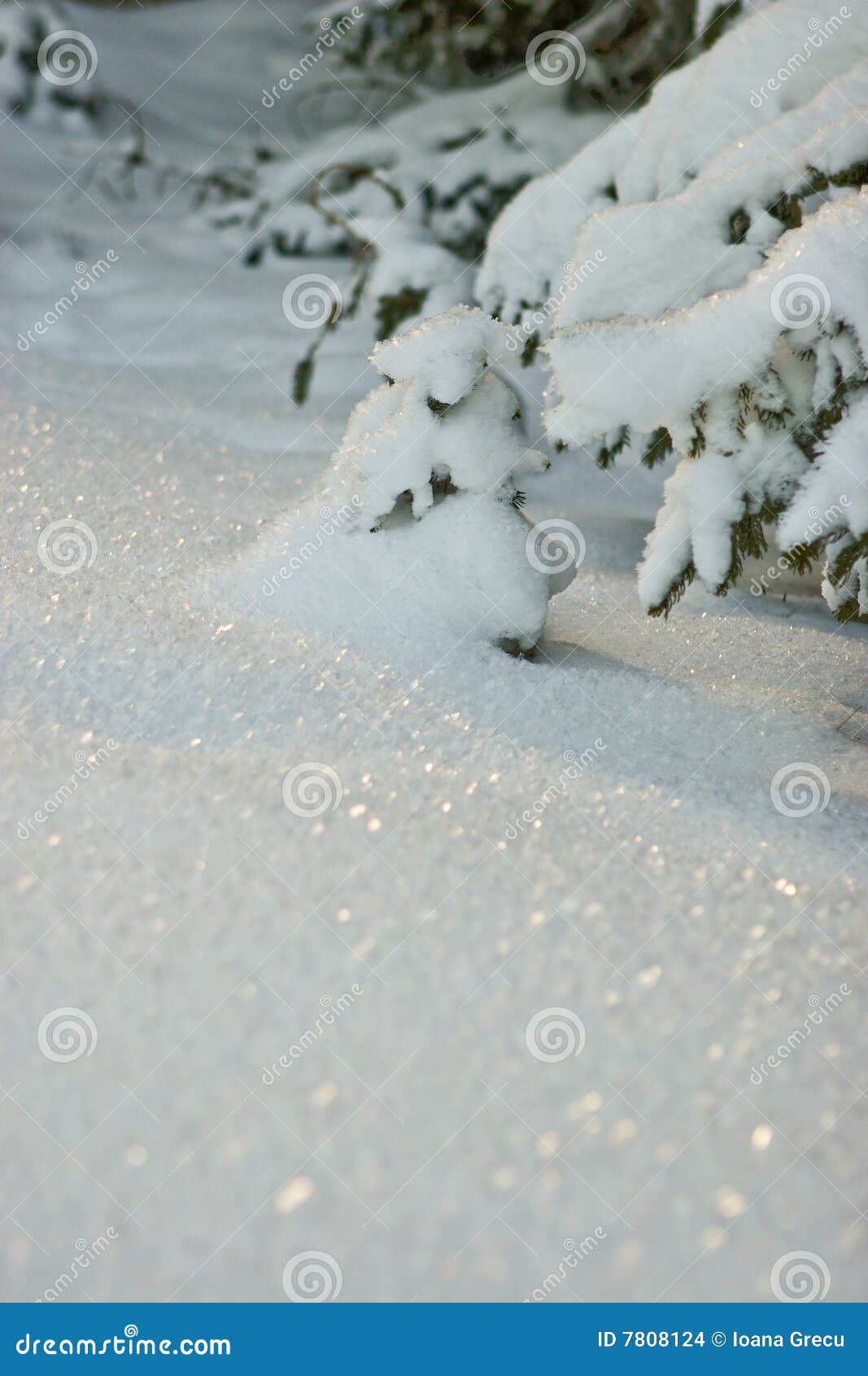 Sparkling snow stock photo. Image of winter, sunlight - 7808124