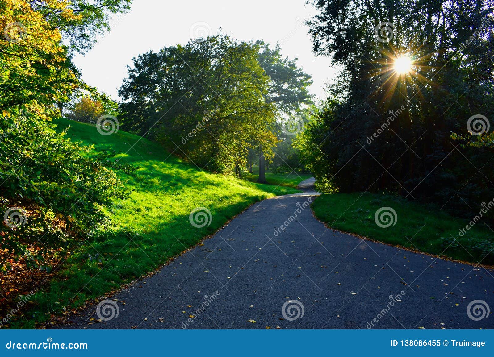 Sparkling Sun Rays through the Trees Stock Image - Image of beauty ...